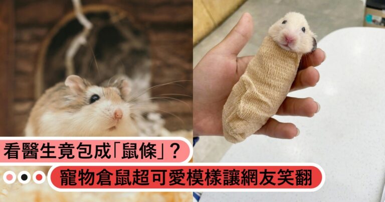 蘇屋邨男子用拖鞋拍死倉鼠 被捕涉虐待動物 – Yahoo - PressMega