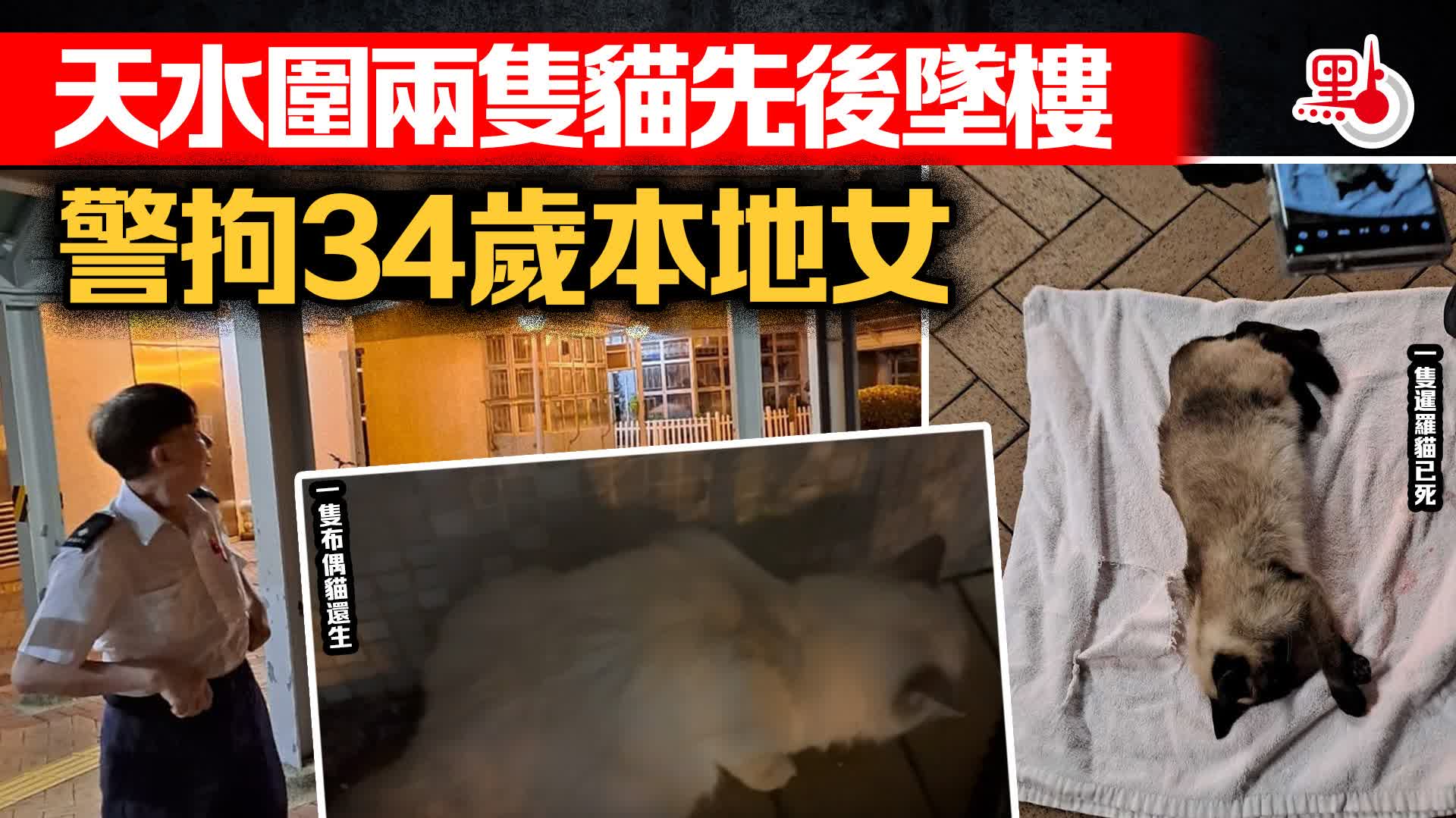 天水圍兩貓相繼墜樓 警方拘捕34歲本地女性 - PressMega